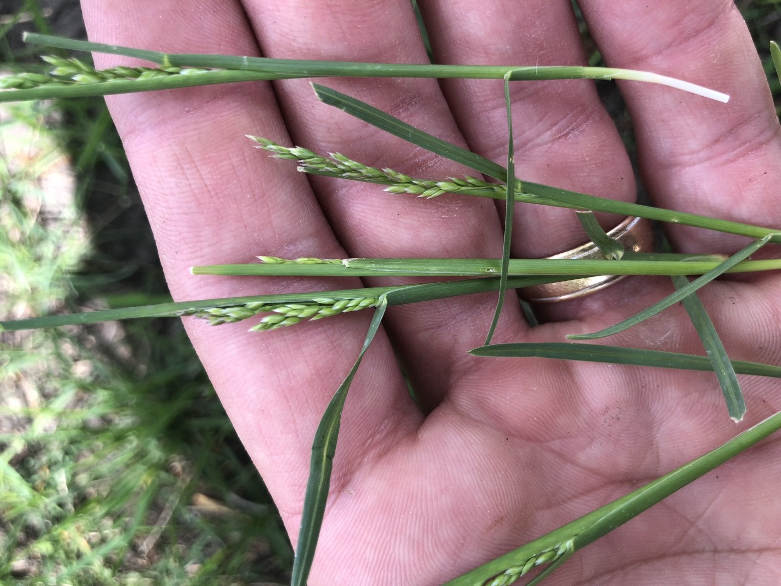 Grassy Weed Identification Help ™ Lawn Care And Landscaping Professionals Forum